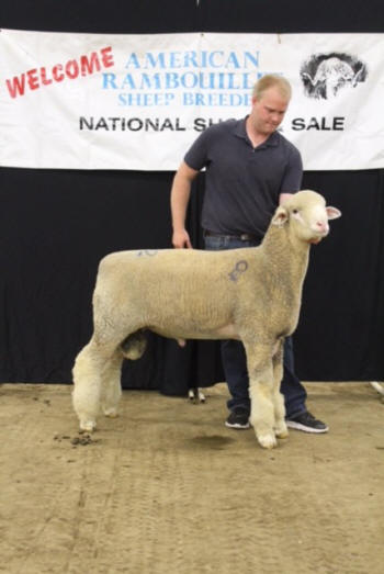 American Rambouillet Sheep Breeders Association
