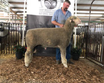 American Rambouillet Sheep Breeders Association