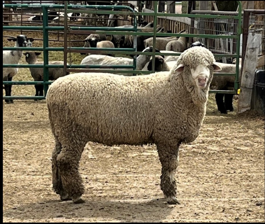 American Rambouillet Sheep Breeders Association