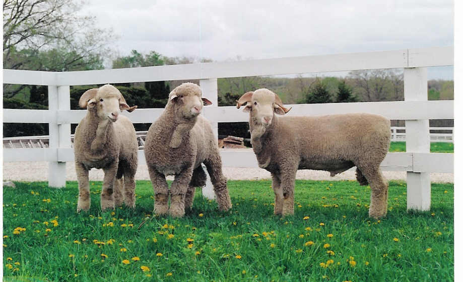 American Rambouillet Sheep Breeders Association