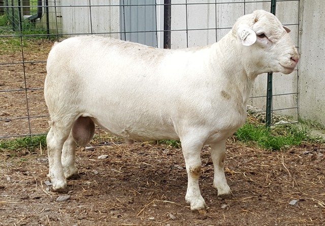 BUCKEYE ACRES - White Dorpers, Suffolks, Katahdins