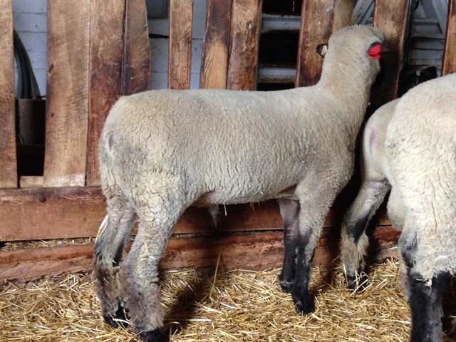 Wise Hampshire Sheep - Hampshire sheep that simply work!