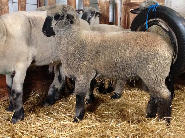 Wise Hampshire Sheep - Hampshire sheep that simply work!